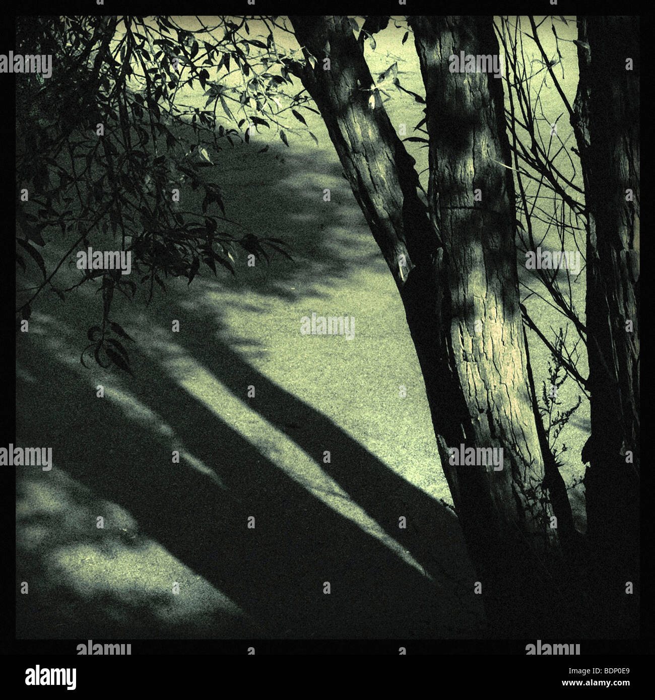 Dark tree shade hi-res stock photography and images - Alamy