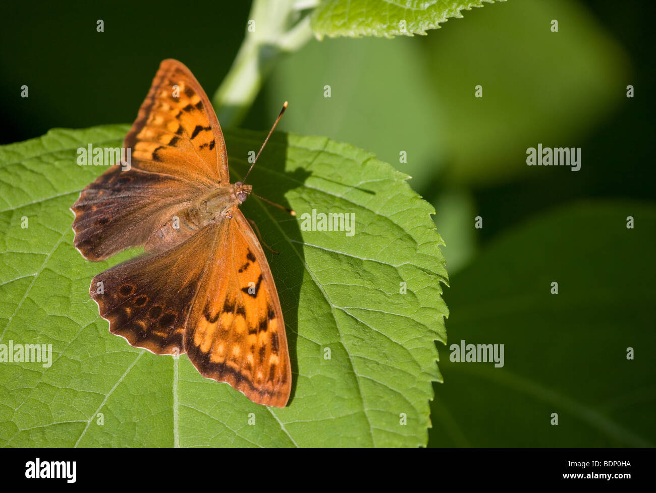Tawny Emperor Butterfly (Asterocampa clyton Stock Photo - Alamy