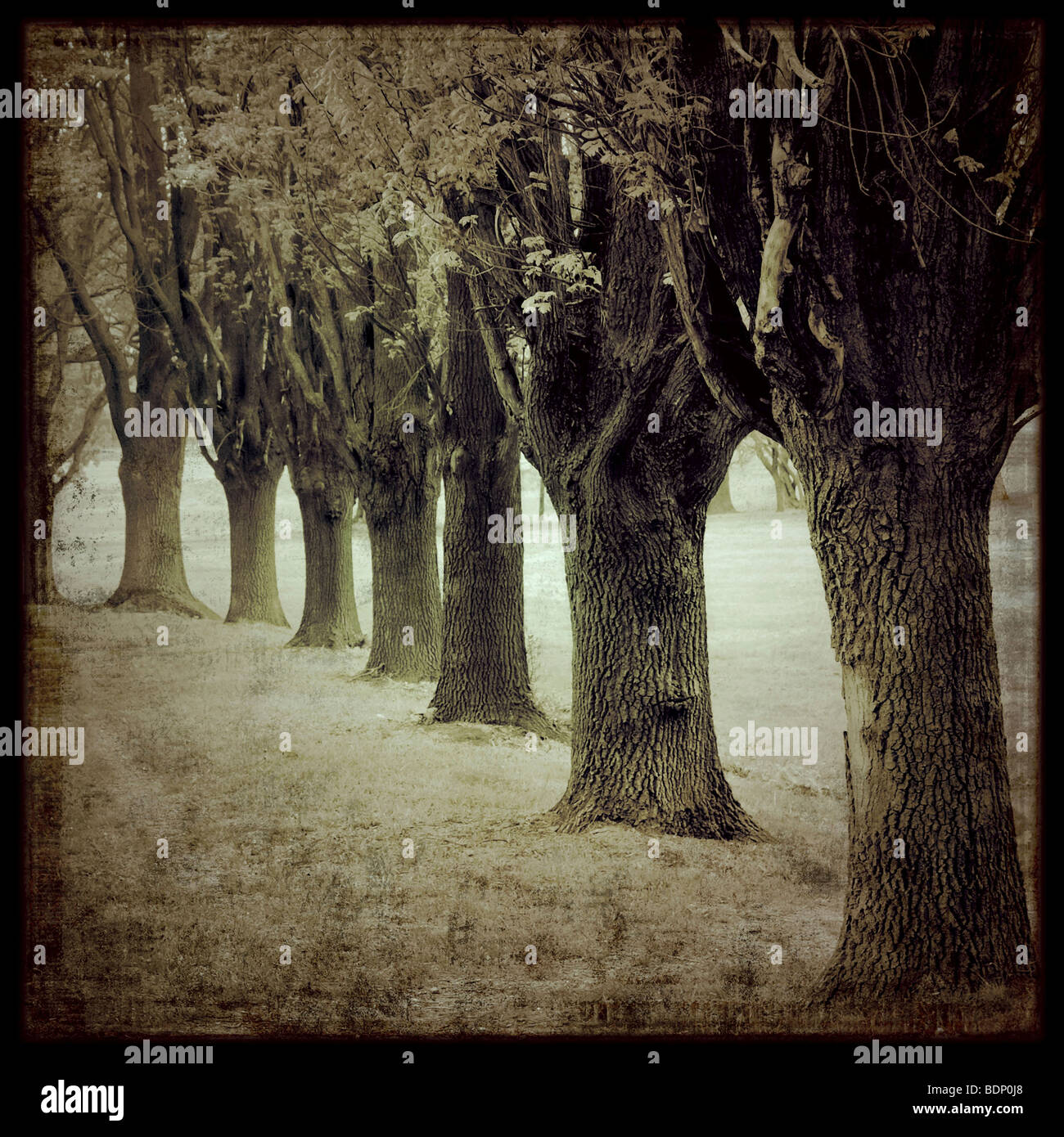 Trees With Soft Bark High Resolution Stock Photography and Images - Alamy