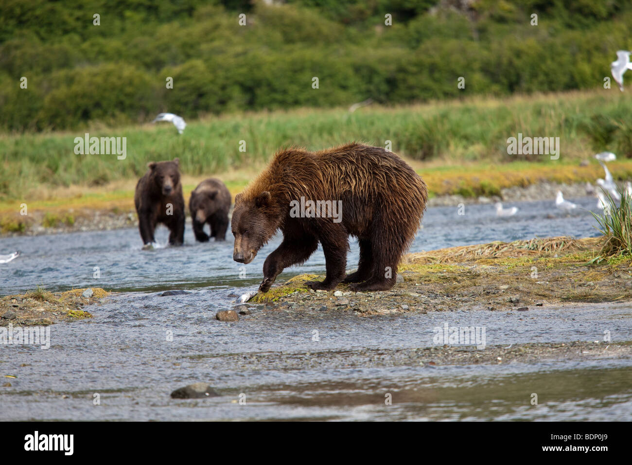 Grizzly bear fishing in Geographic Bay Katmai National Park Alaska ...