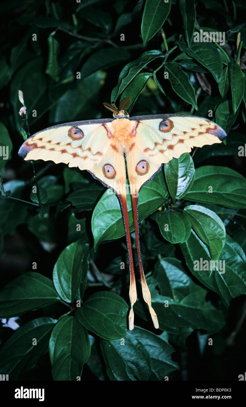 African moon moths hi-res stock photography and images - Alamy
