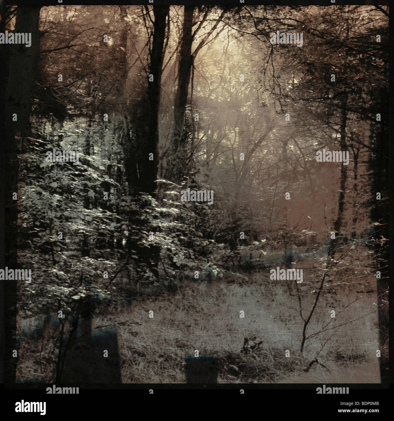 Sepia Forest Scene High Resolution Stock Photography and Images - Alamy