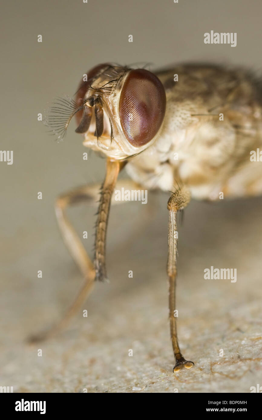 Glossinidae hi-res stock photography and images - Alamy