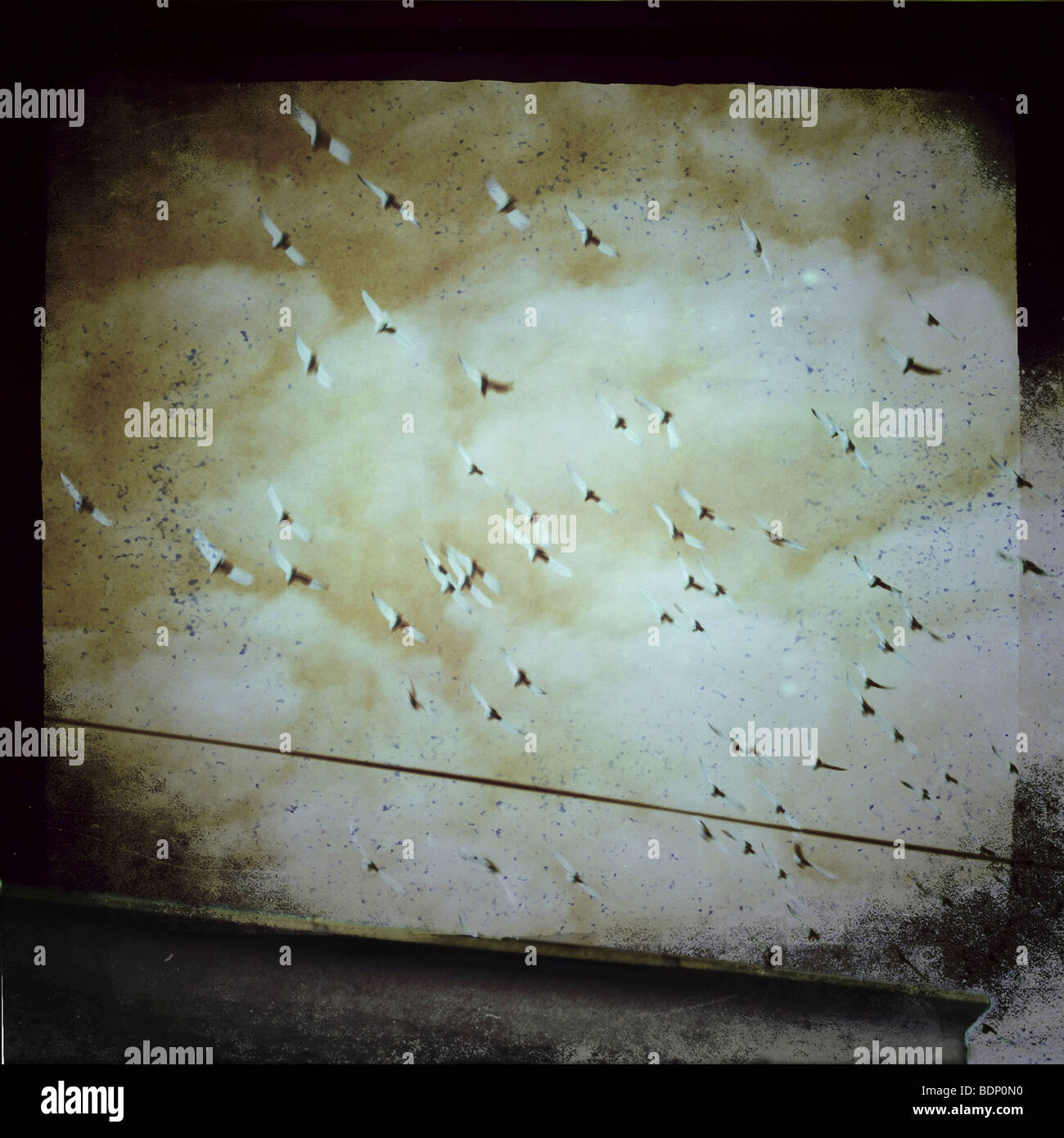 Secret birds hi-res stock photography and images - Alamy