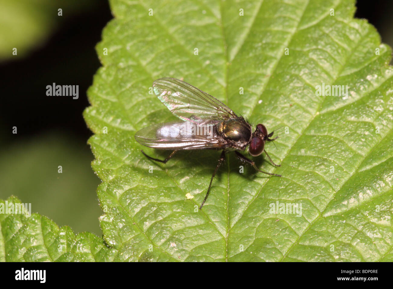 Diptera dolichopodidae hi-res stock photography and images - Alamy