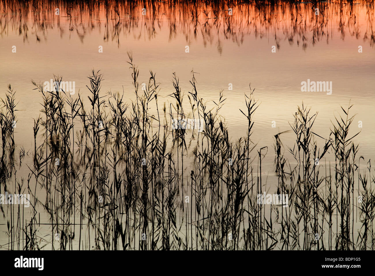 Aquatic plants in sunset hi-res stock photography and images - Alamy