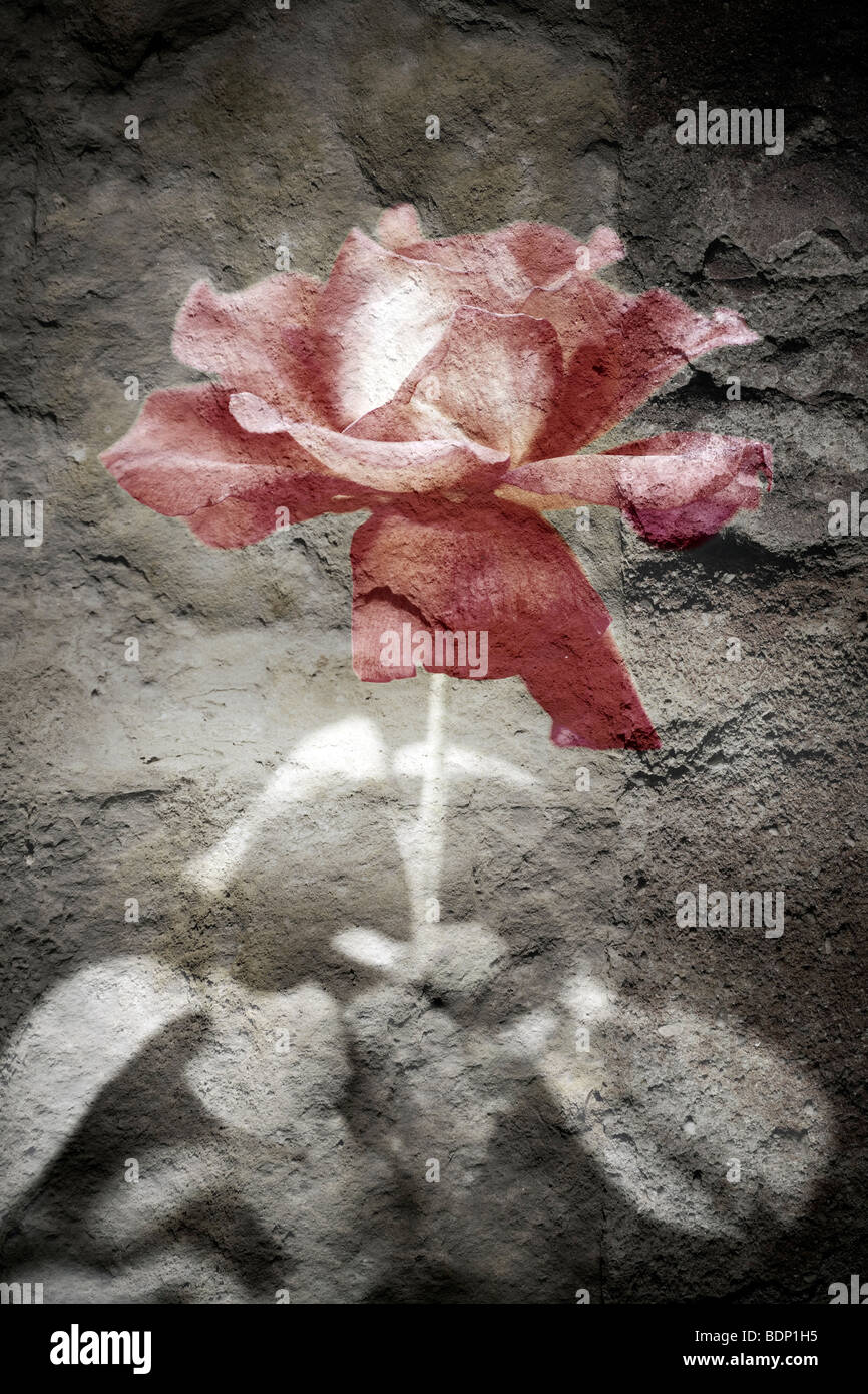 Digital composite of a rose Stock Photo - Alamy