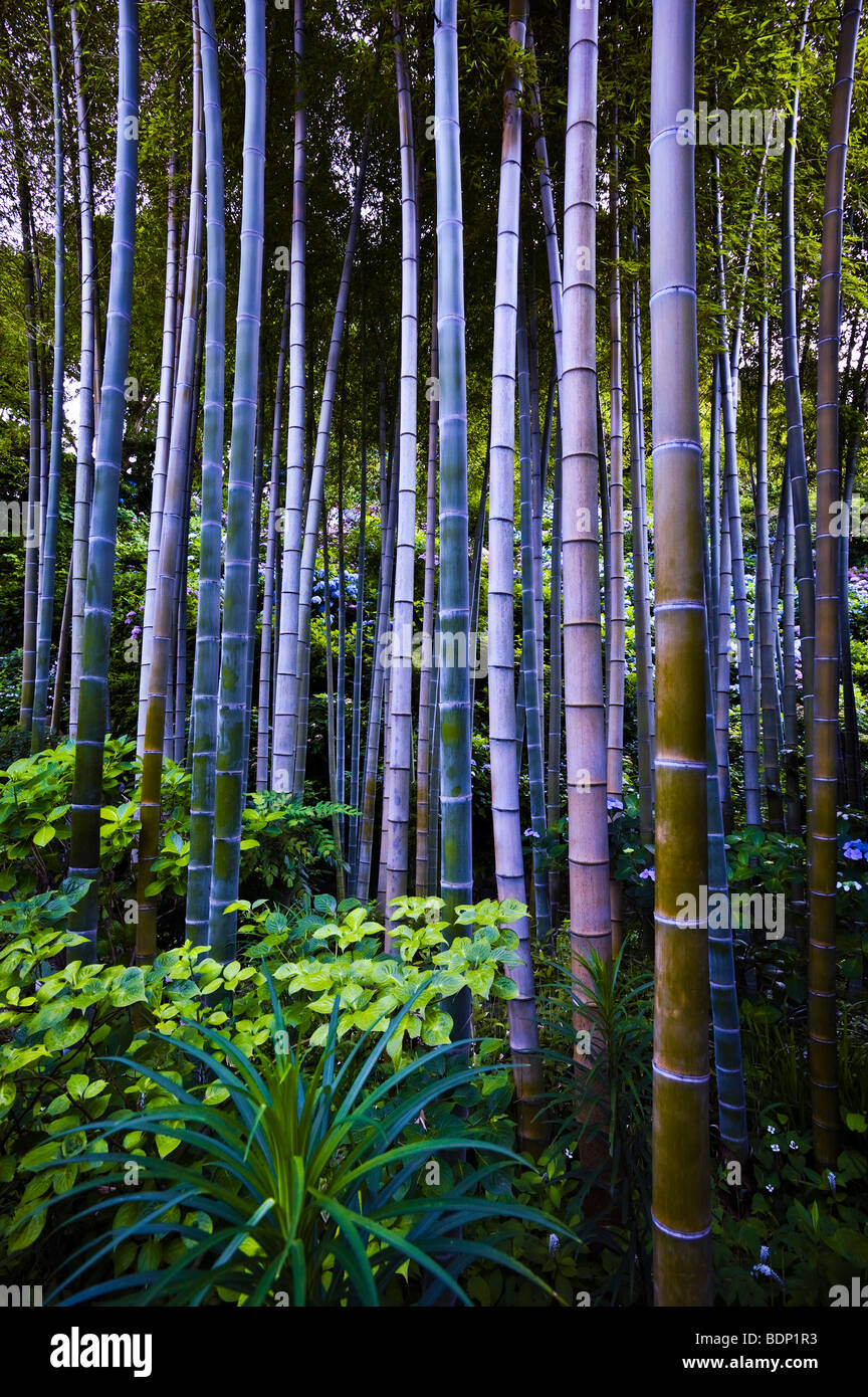 Bamboo grove, Hase-dera Temple (also known as the Hase Kannon-ji Temple ... Bamboo grove, Hase-dera Temple (also known as the Hase Kannon-ji Temple ...