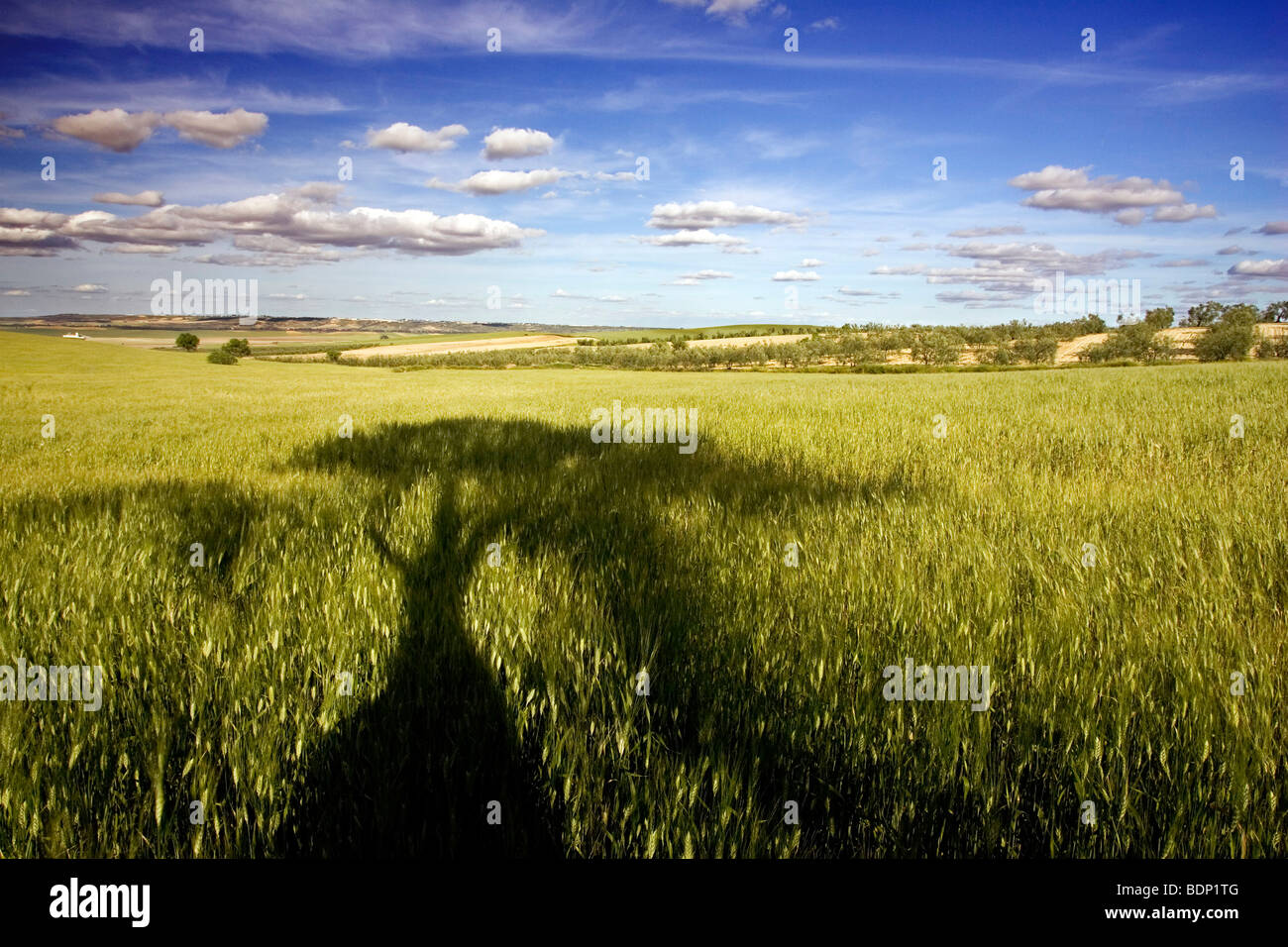 The shadow of a tree on a wheat field Stock Photo - Alamy