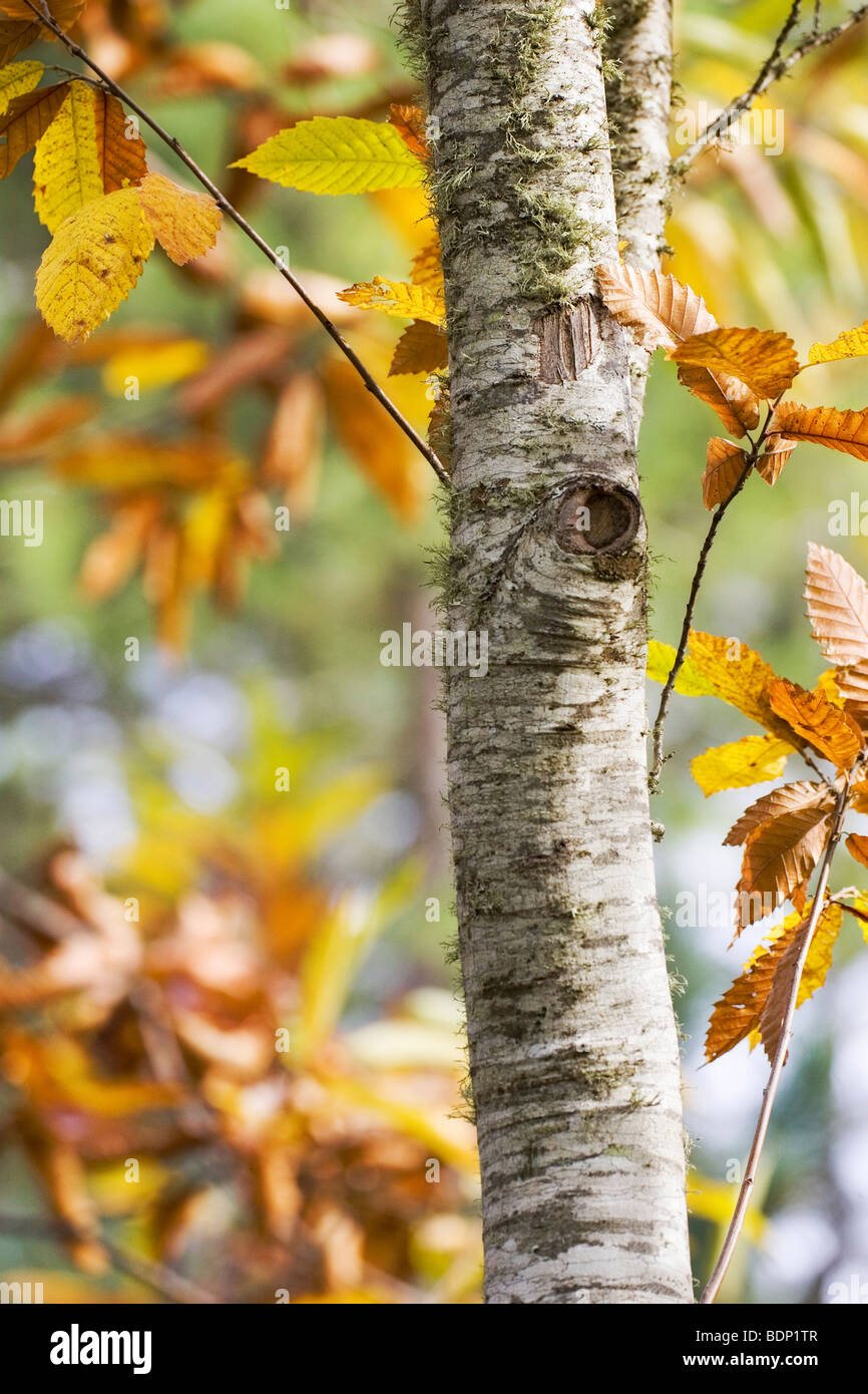 Chestnut leaves in the fall Stock Photo - Alamy