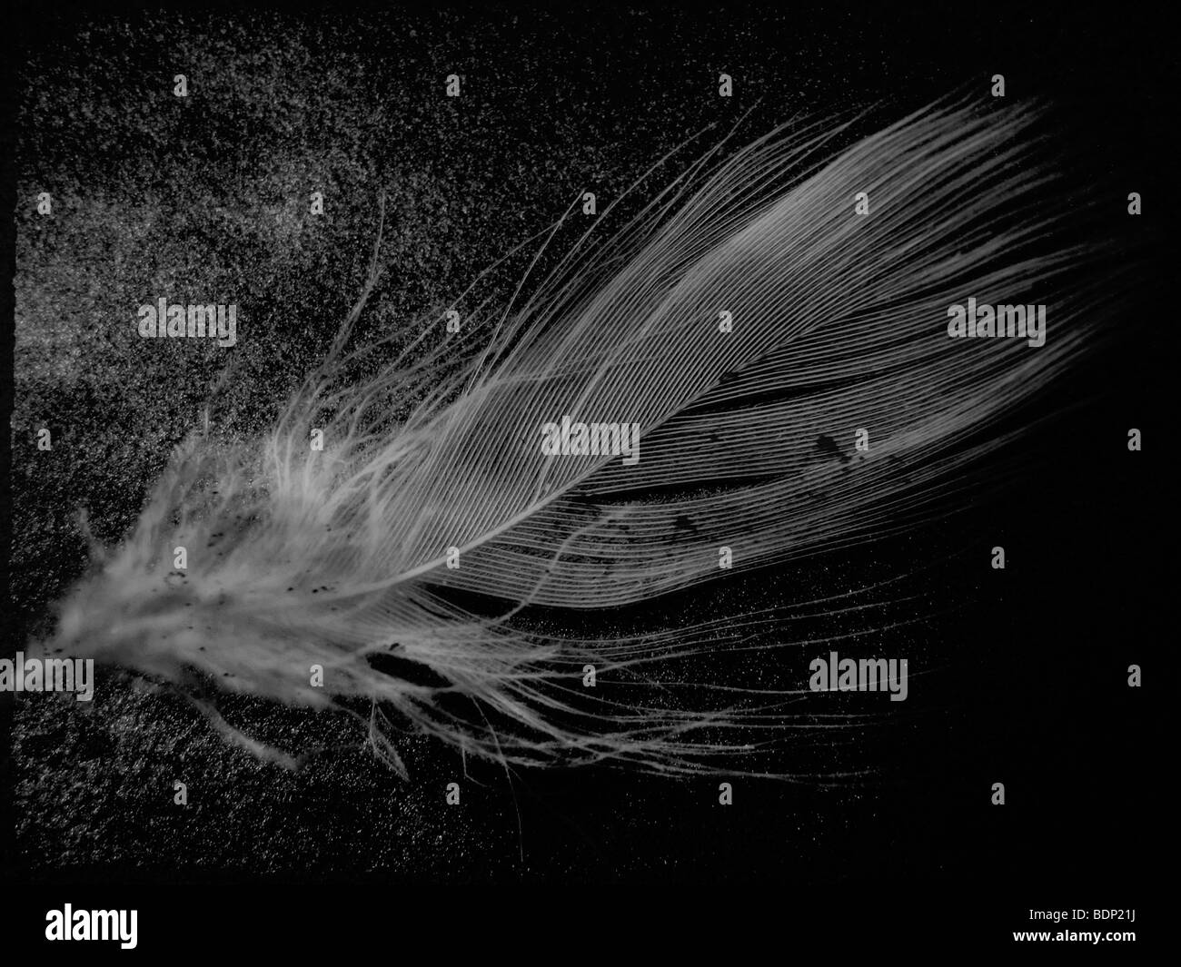 A small single feather Stock Photo - Alamy