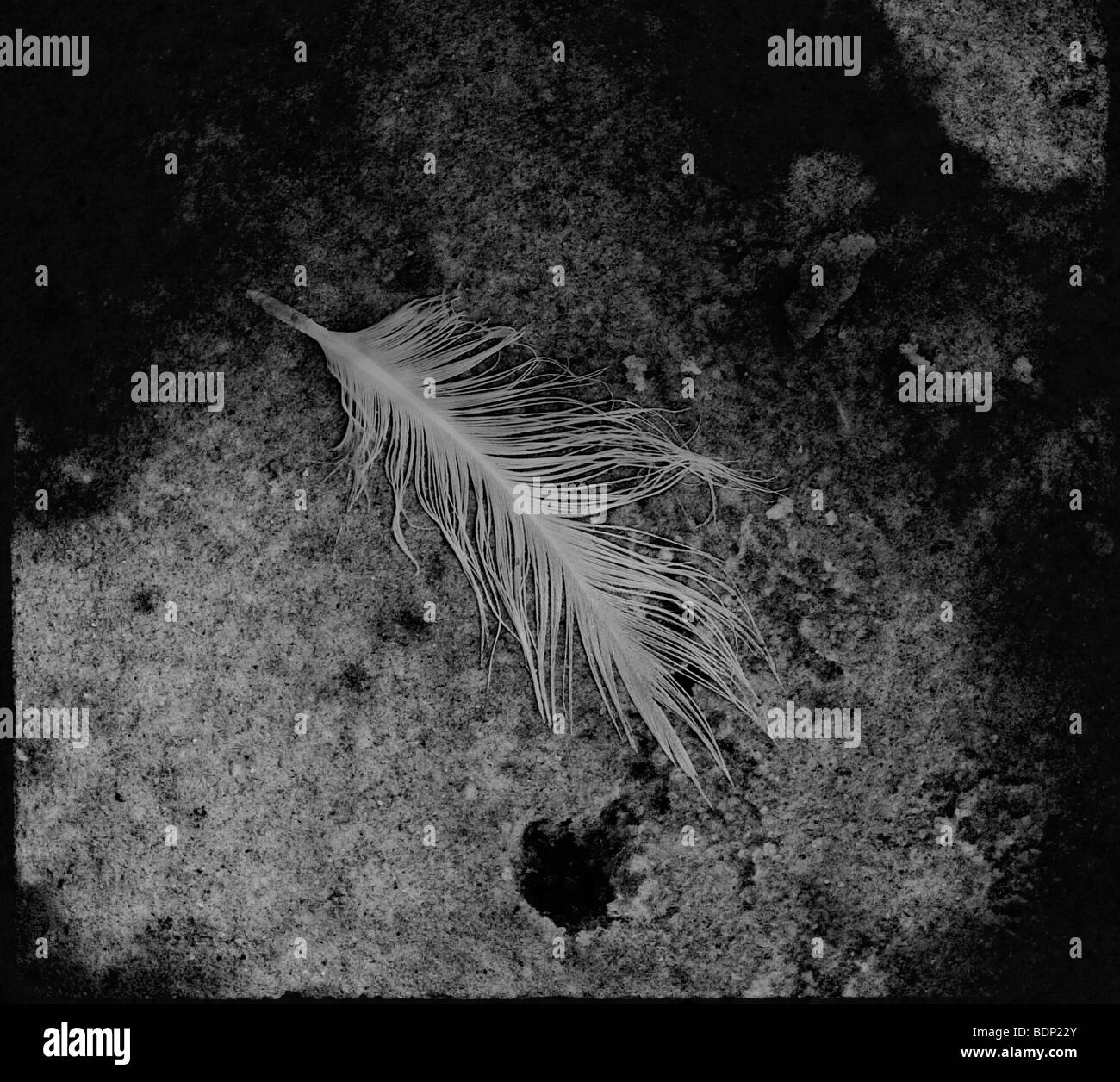 A small tatty single feather Stock Photo - Alamy