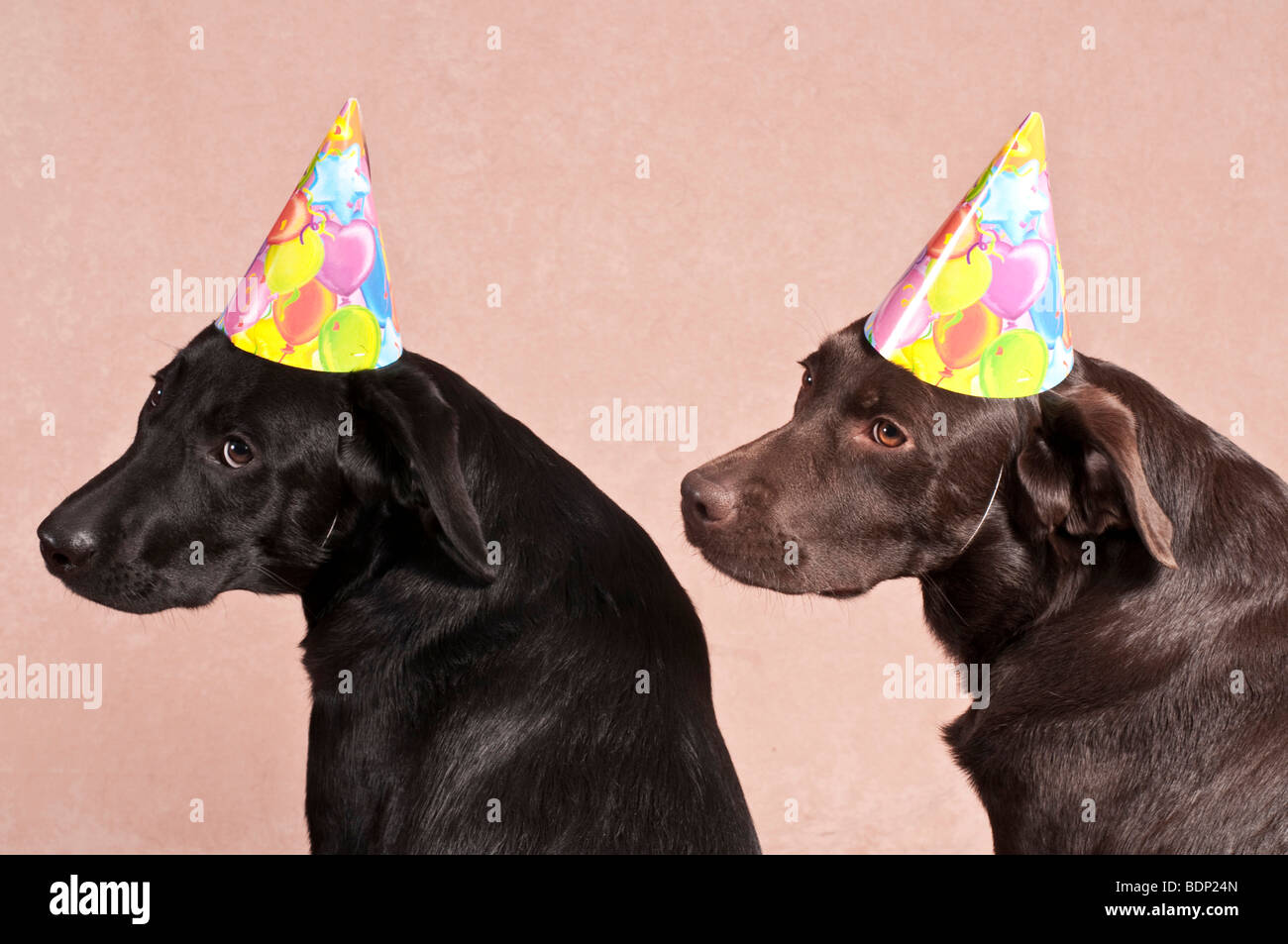 Two Labrador Retrievers wearing party hats Stock Photo - Alamy