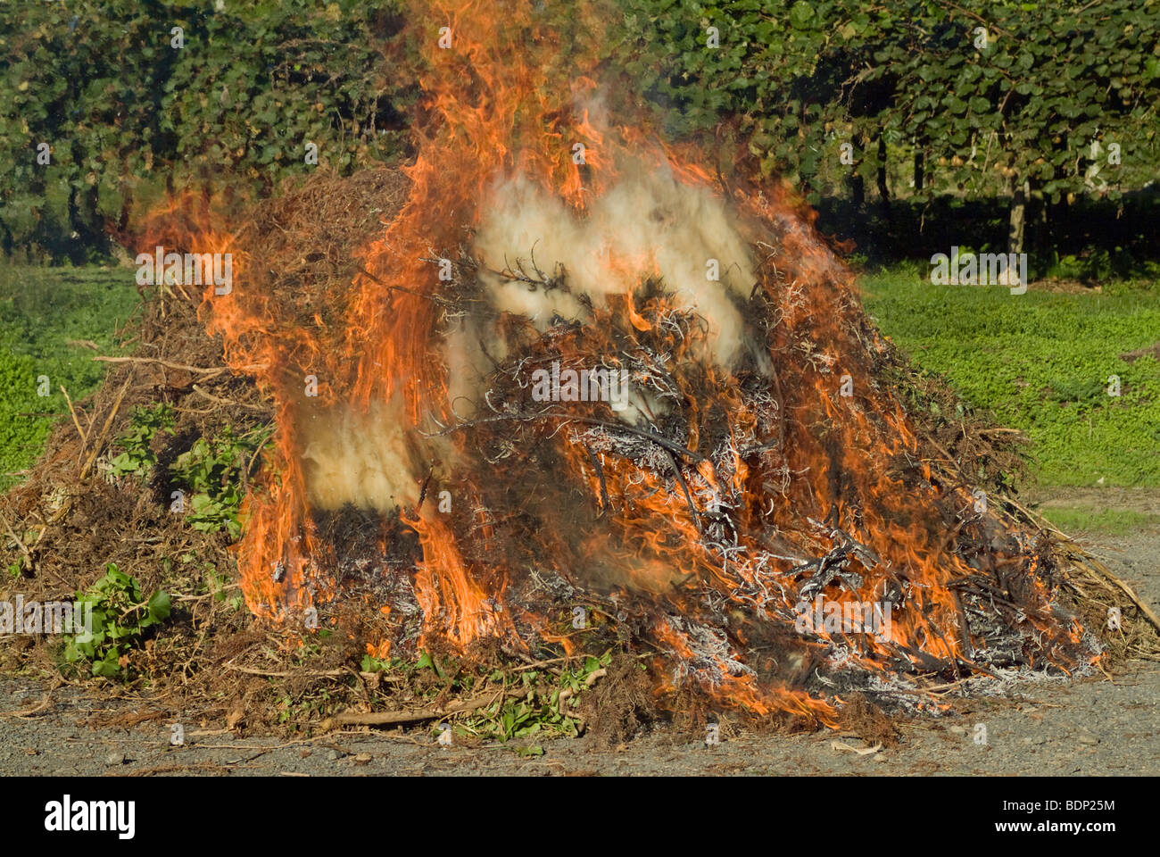 Kiwi fruit prunings burning in a bonfire Stock Photo - Alamy