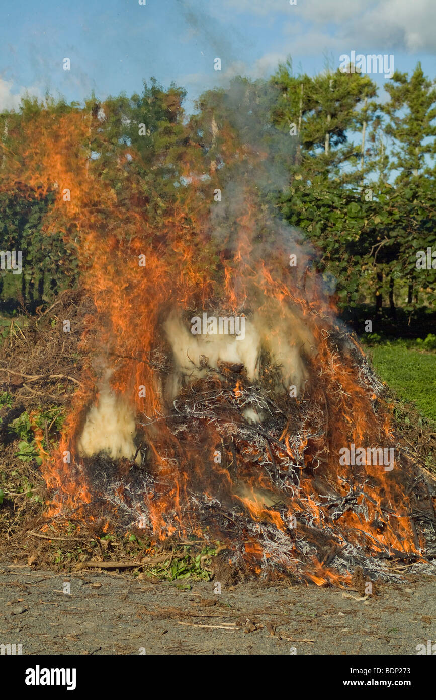 Kiwi fruit prunings burning in a bonfire Stock Photo - Alamy