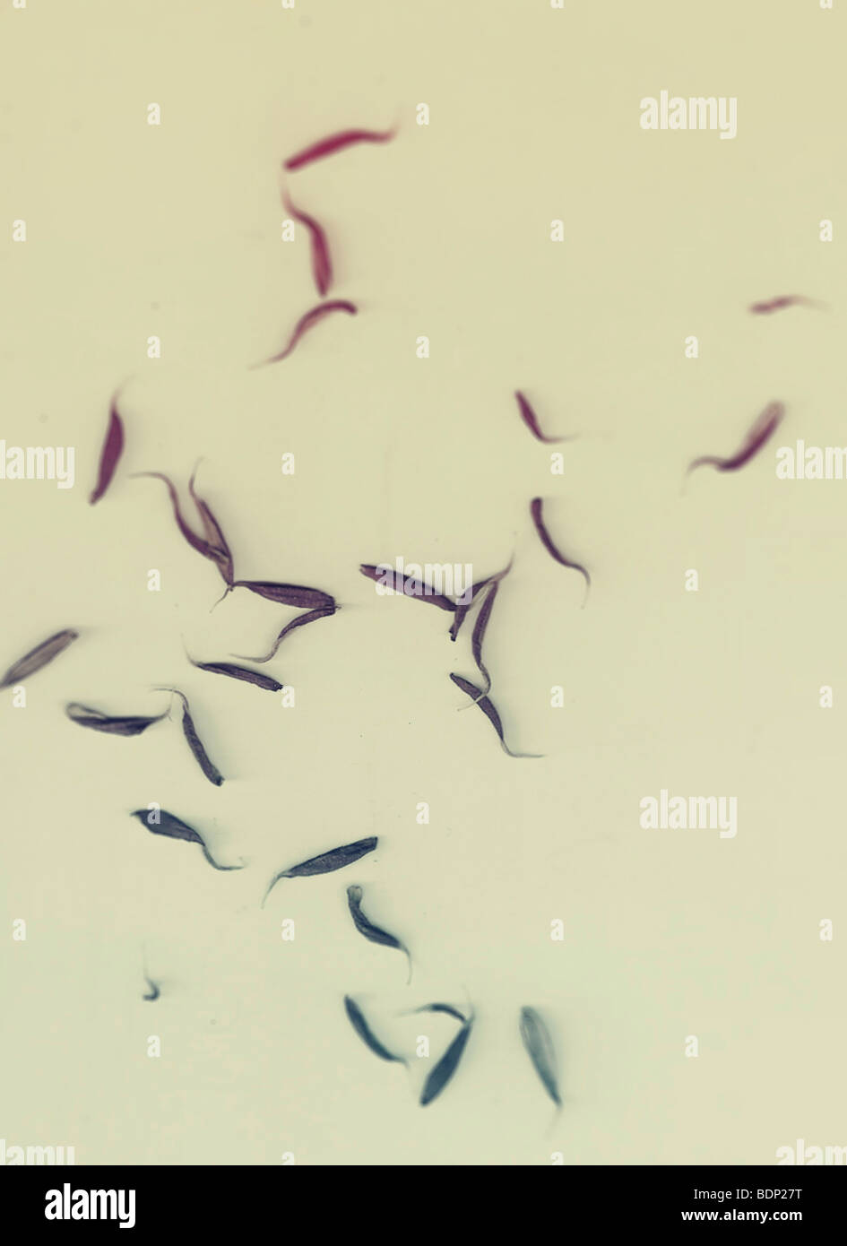 Scattered seeds hi-res stock photography and images - Alamy