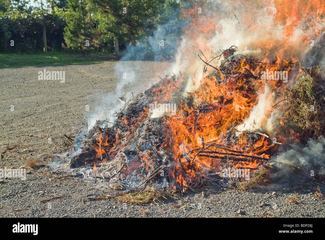 Kiwi fruit prunings burning in a bonfire Stock Photo - Alamy