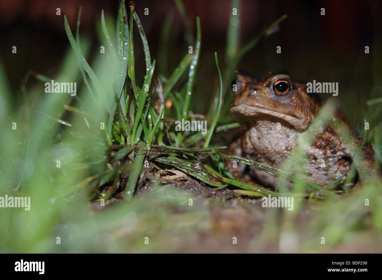 British common garden toad Stock Photo - Alamy