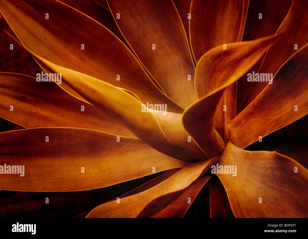 Red agave hi-res stock photography and images - Alamy