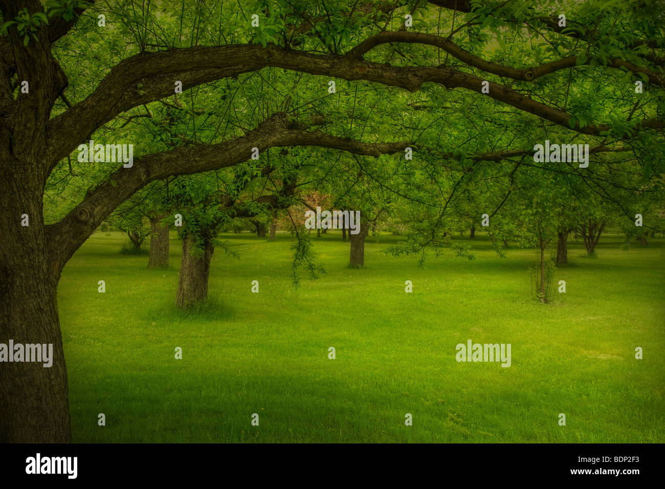 Under a canopy of trees hi-res stock photography and images - Alamy