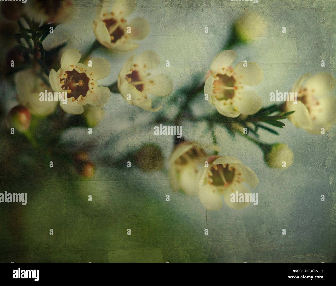 Small delicate white flowers Stock Photo - Alamy