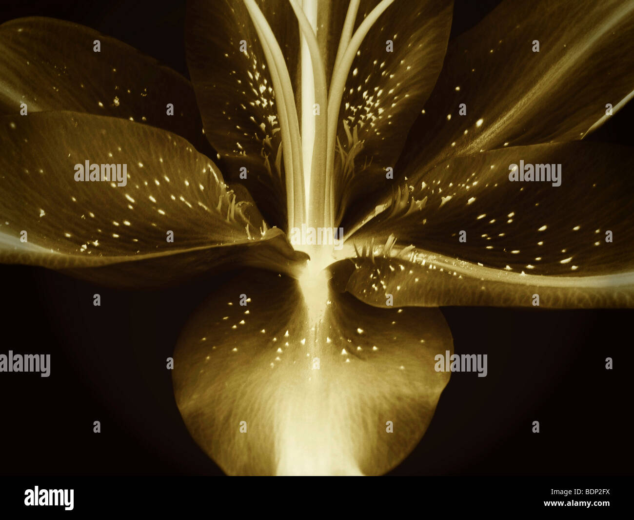 Irene brown hi-res stock photography and images - Alamy