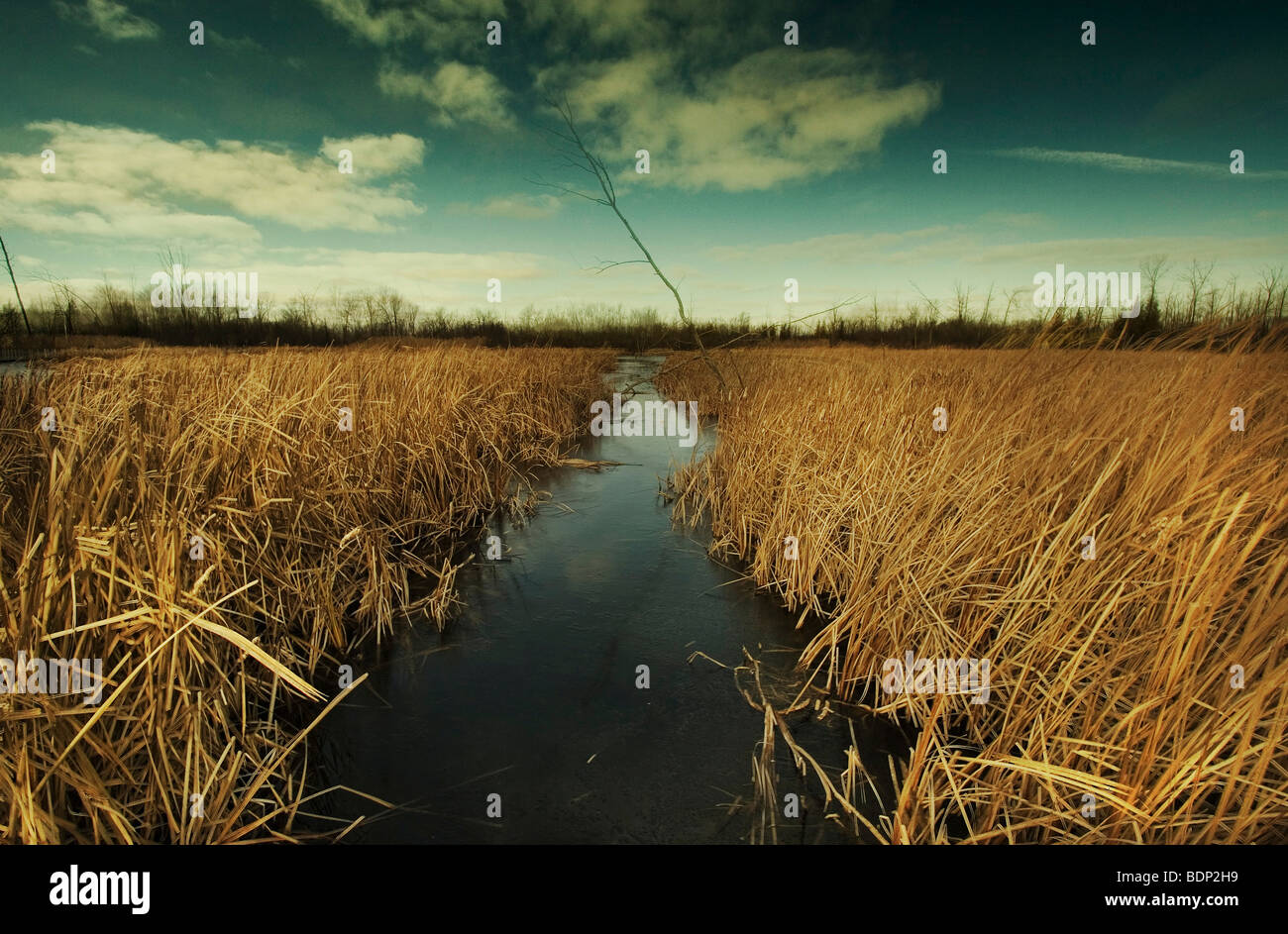 Marshland with reeds and a waterway Stock Photo - Alamy