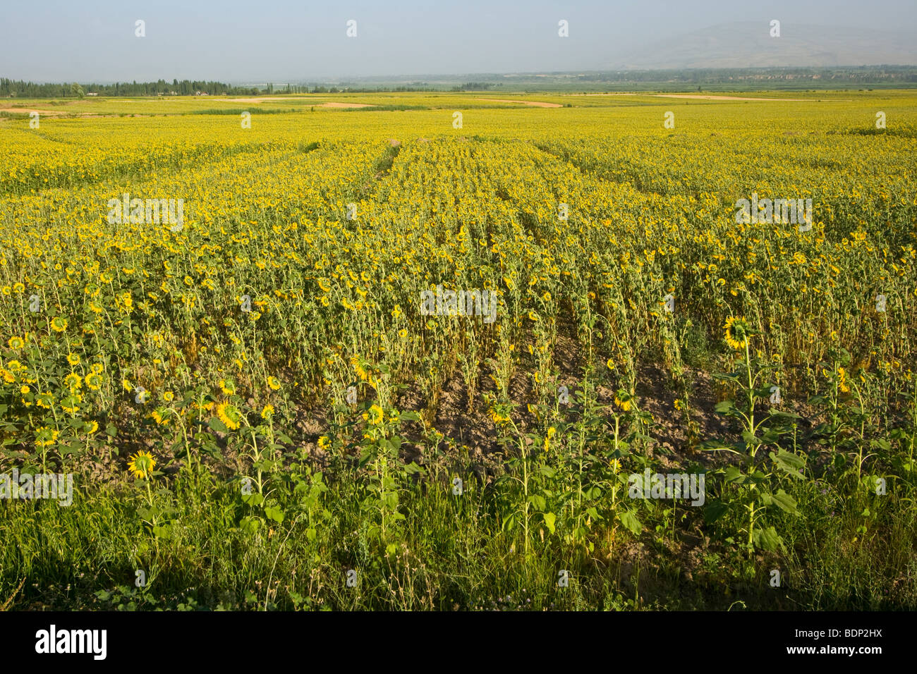 Field of Sunflowers in the Fergan Valley in Tajikistan Stock Photo - Alamy