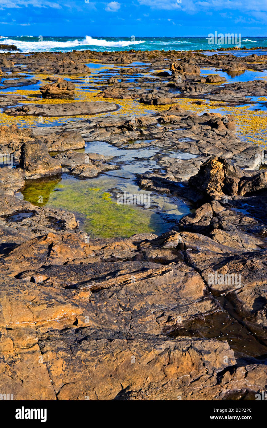 Fossil Forest at Curio Bay along the Catlins Coastal Heritage Trail ...