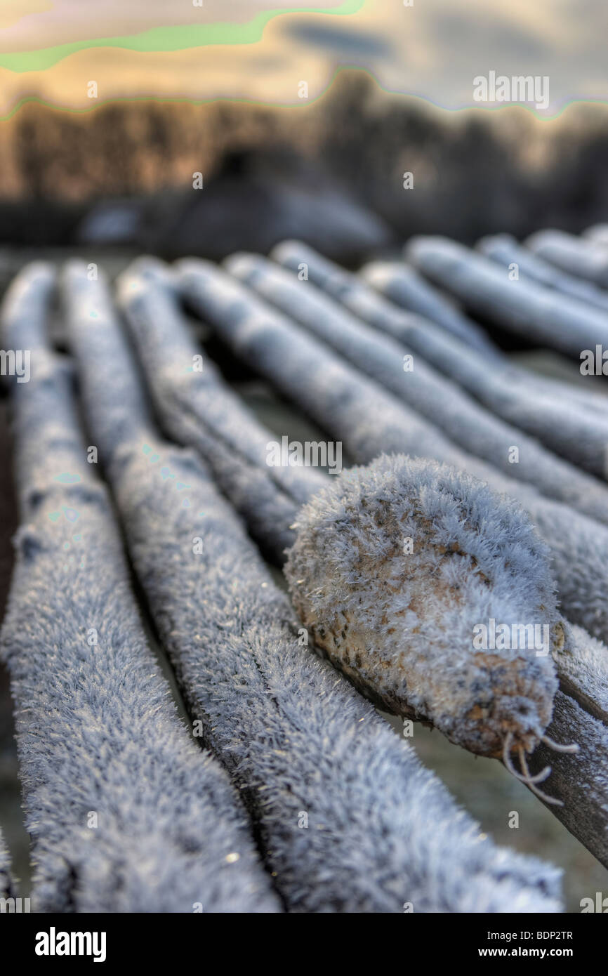 Indian frost hi-res stock photography and images - Alamy