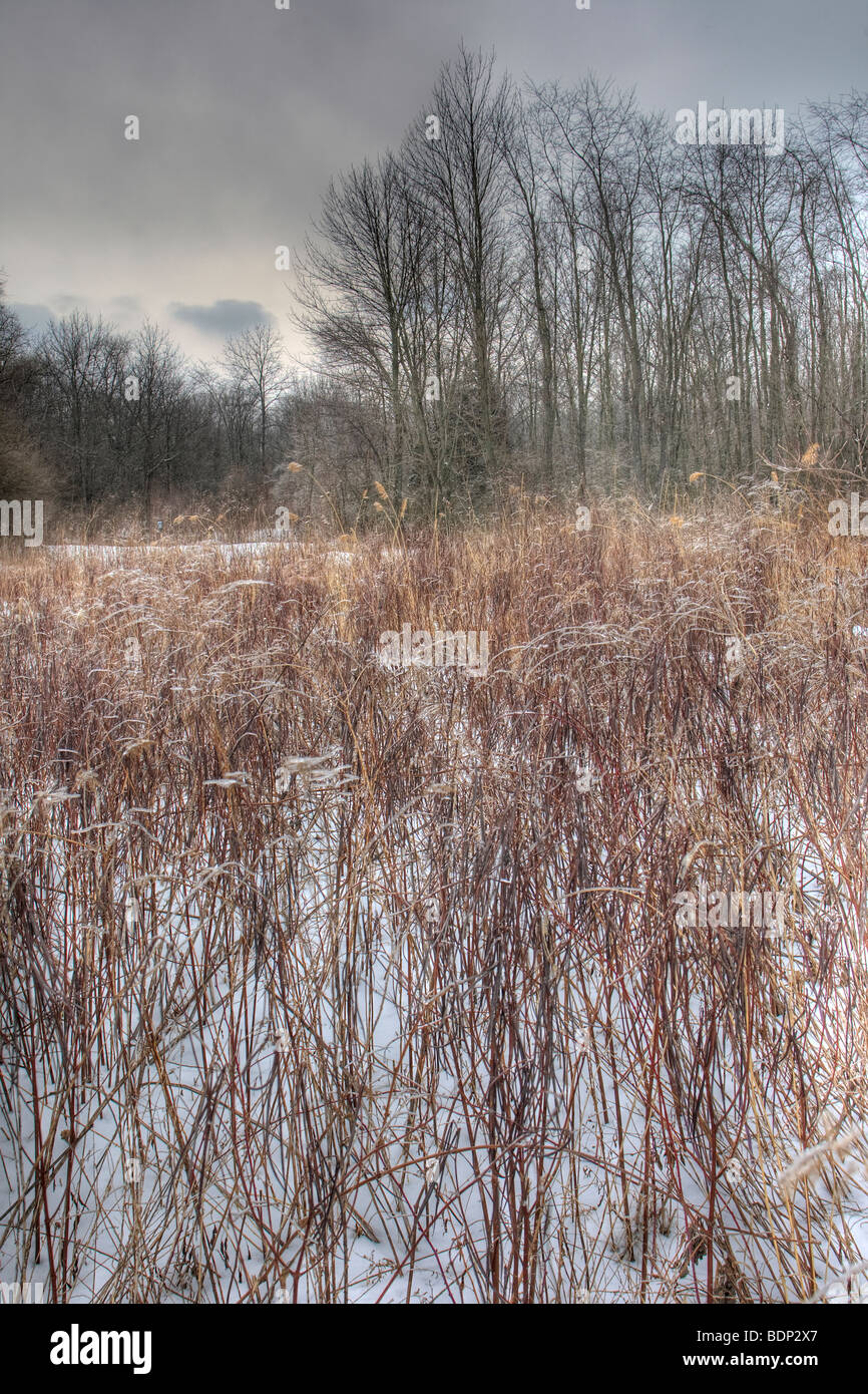 grassland and trees with snow in winter Stock Photo - Alamy