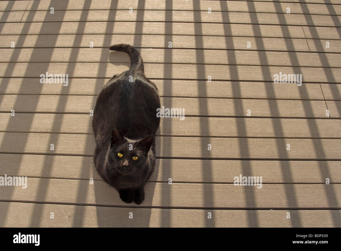 Black fluffy cat laying hi-res stock photography and images - Alamy