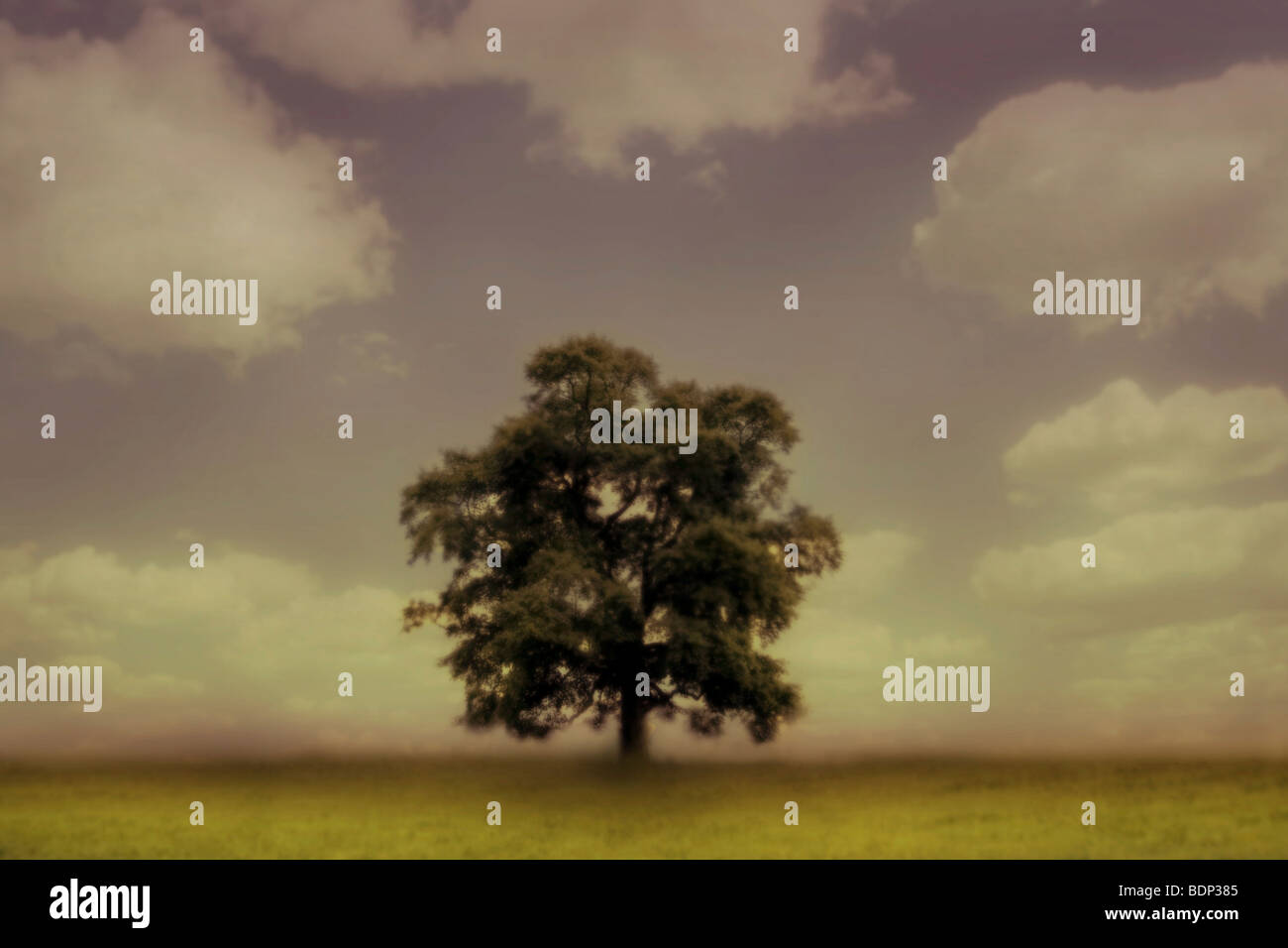 A single tree with clouds Stock Photo - Alamy