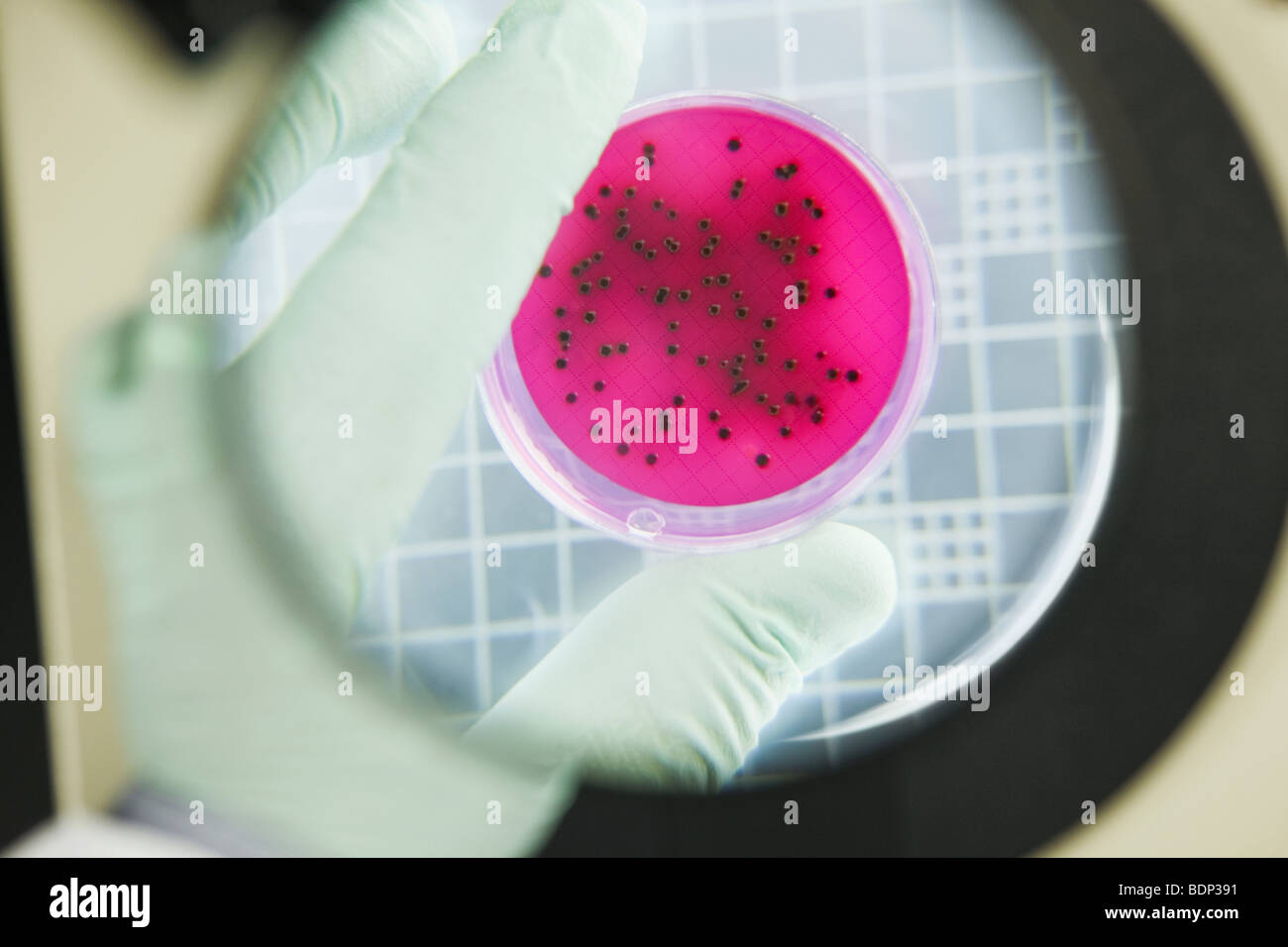 Bacterial colonies hi-res stock photography and images - Alamy