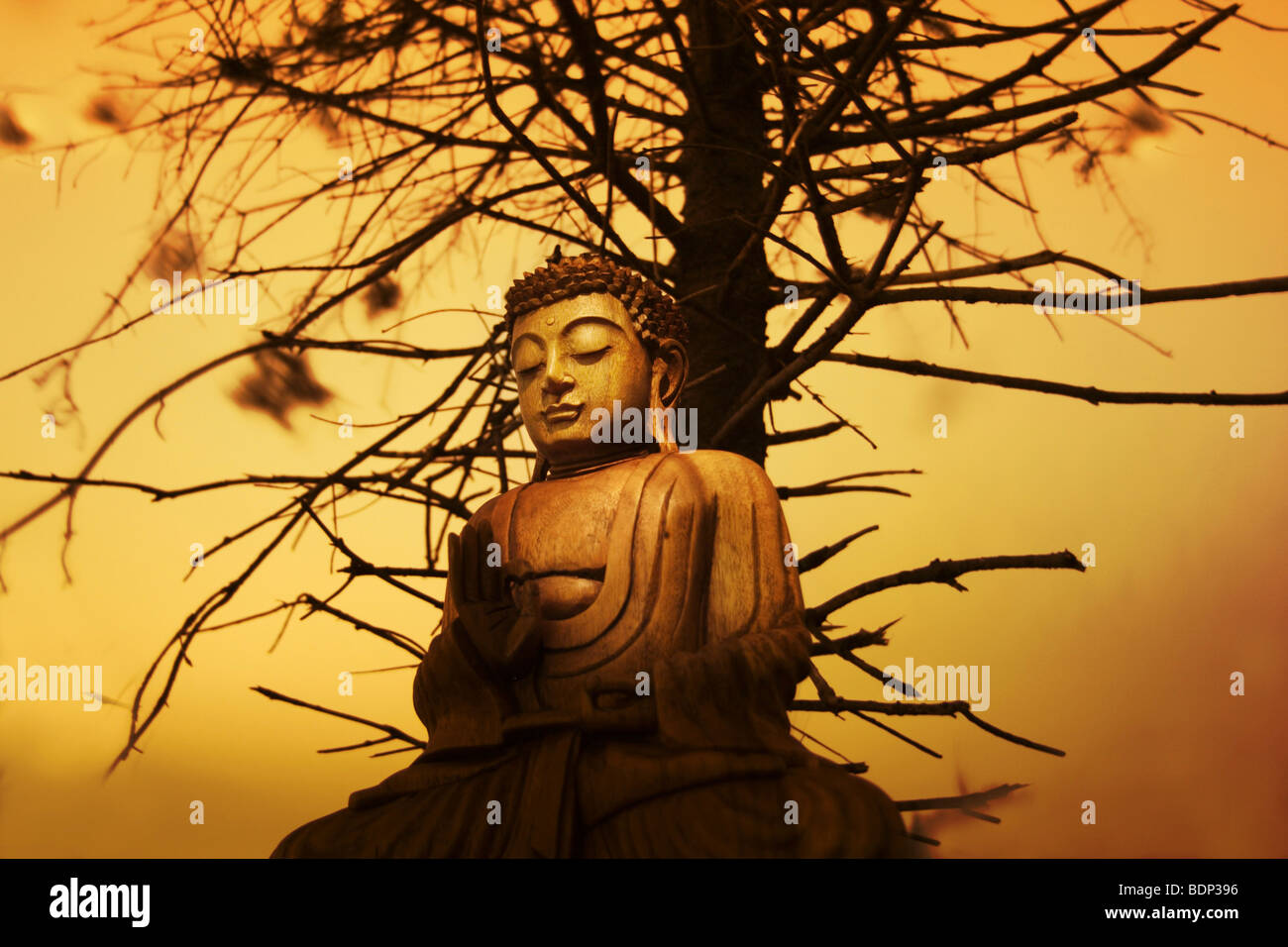 A Bhudda near a tree Stock Photo - Alamy