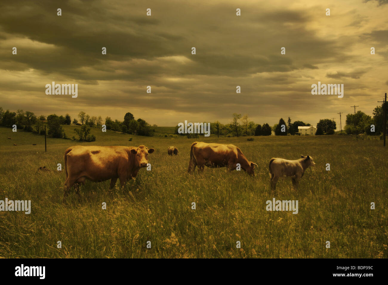 Cows in a field Stock Photo - Alamy