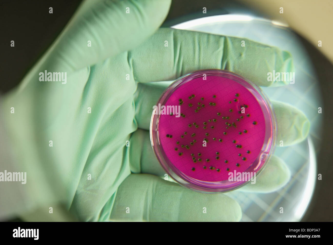 Bacterial testing hi-res stock photography and images - Alamy