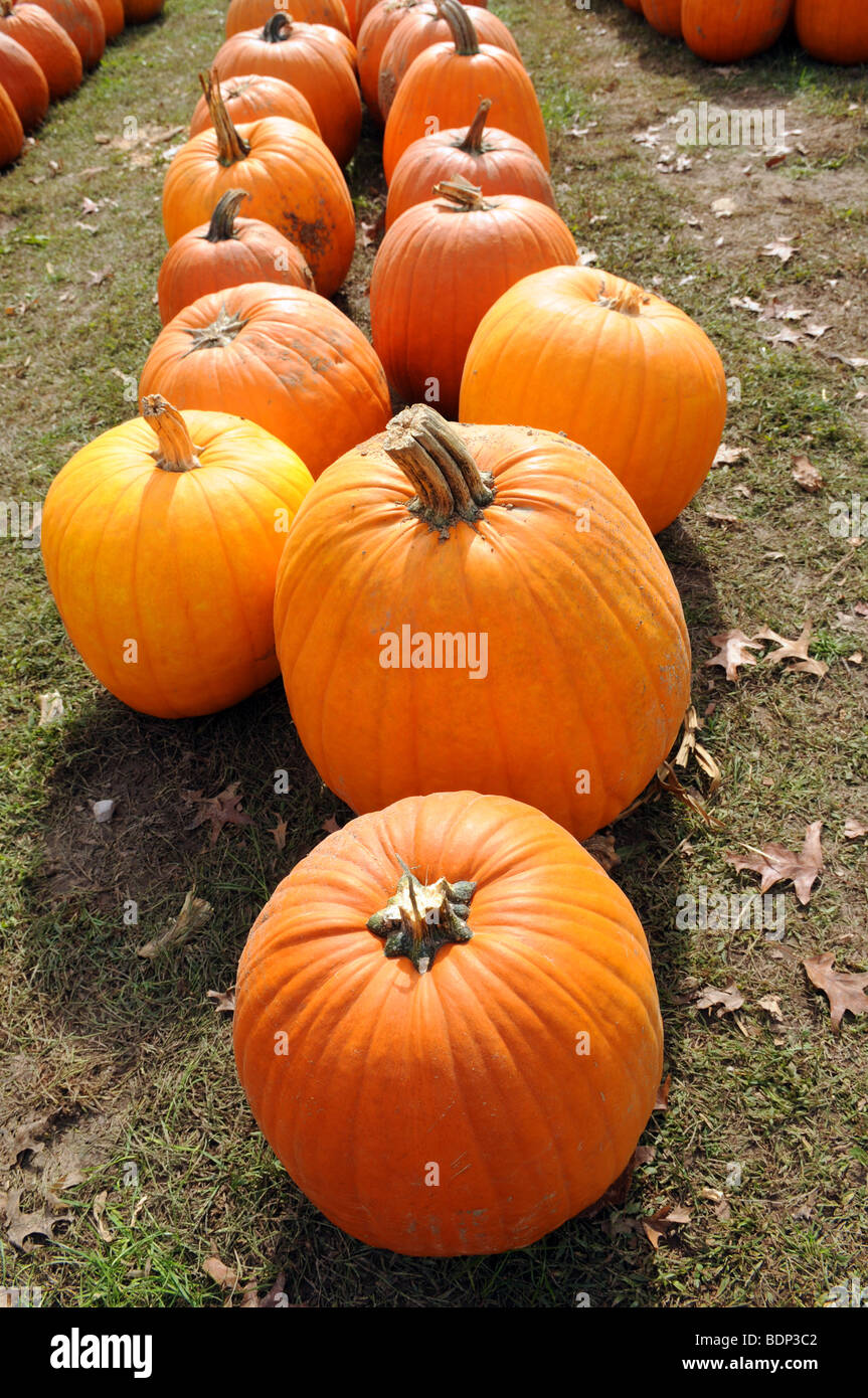 Group of pumpkins aligned together on the ground Stock Photo - Alamy
