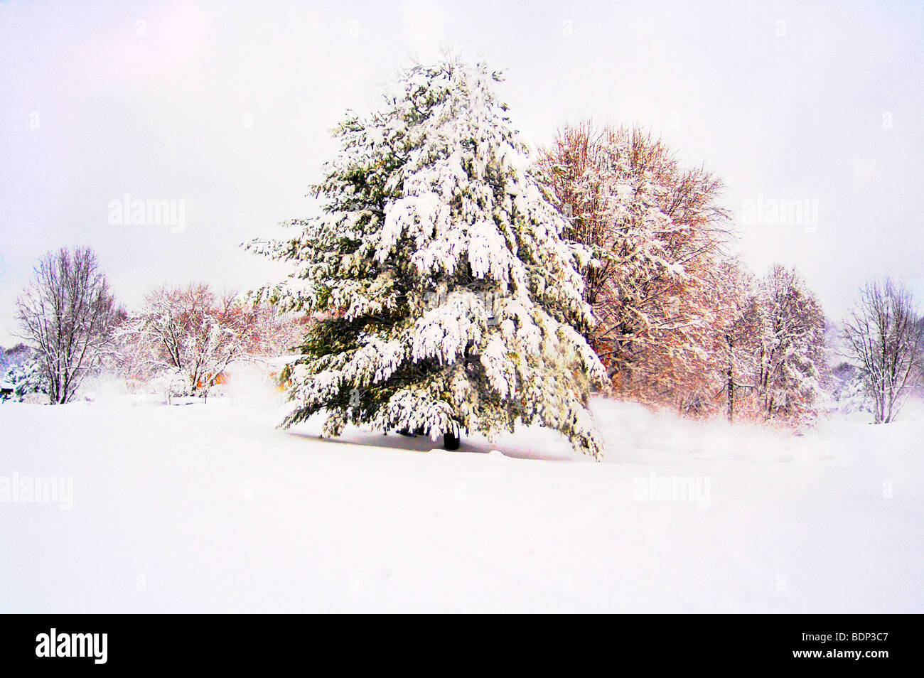 Vanish tree hi-res stock photography and images - Alamy