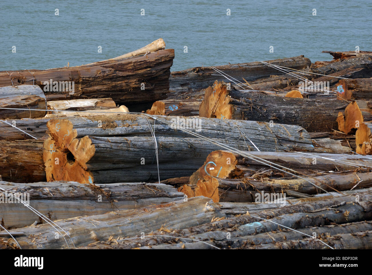 Log booms waiting for transfer to locale mills on the Fraser River ...