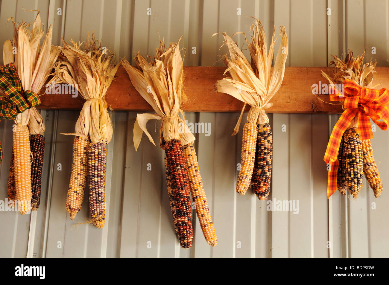 Indian corn on the cob hi-res stock photography and images - Alamy