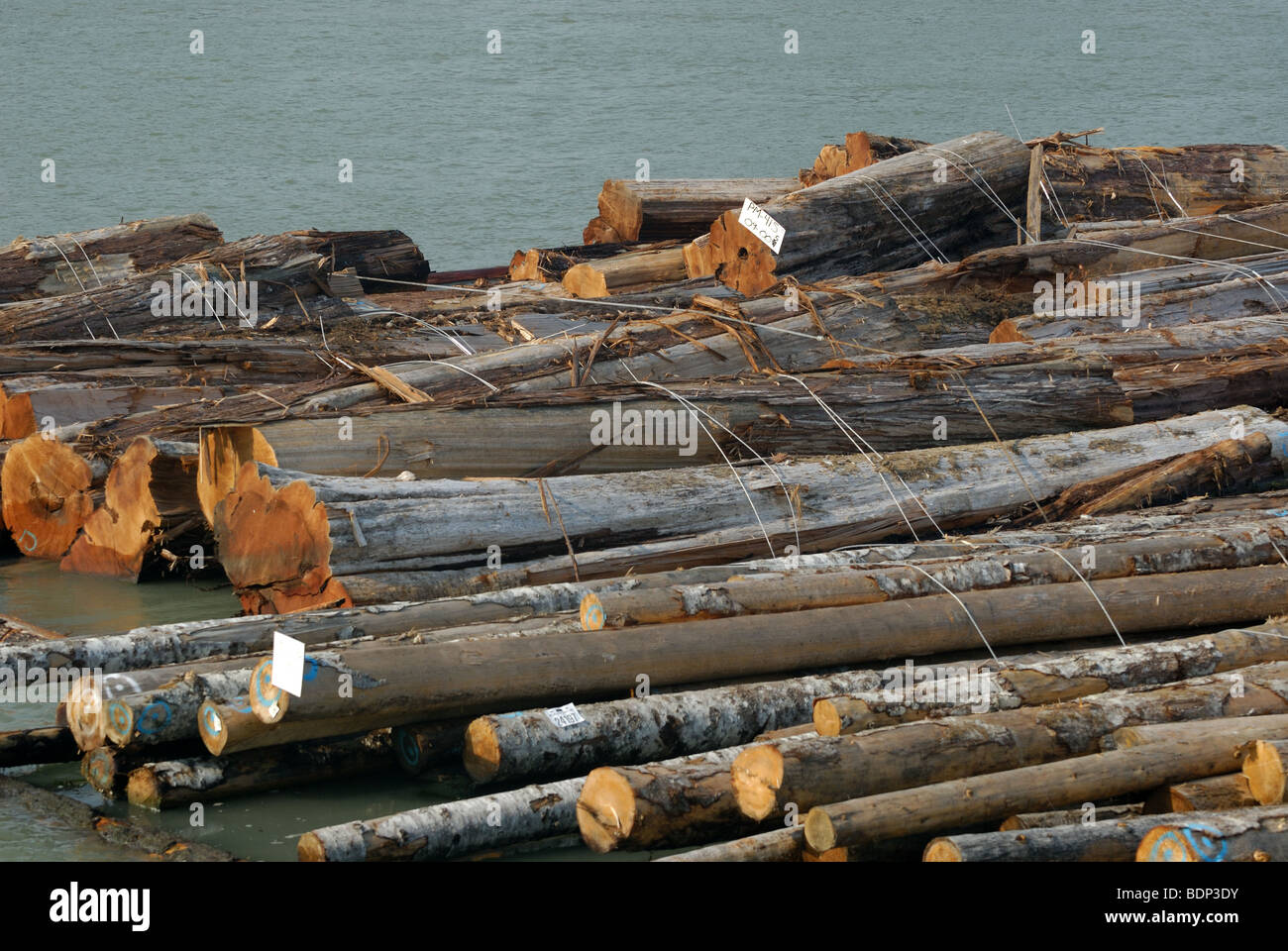 Log booms waiting for transfer to locale mills on the Fraser River ...