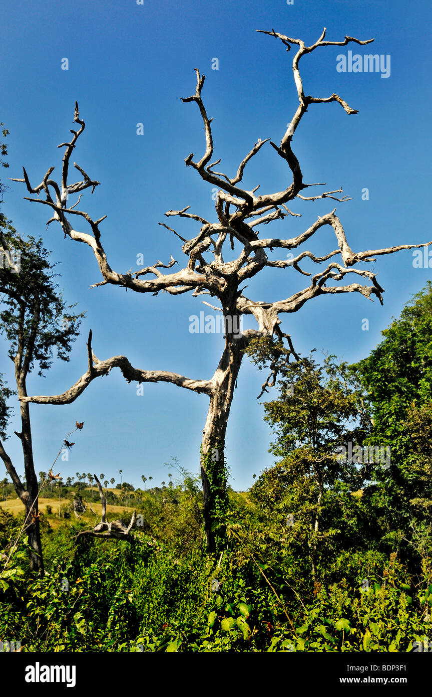 Komodo island and trees hi-res stock photography and images - Alamy