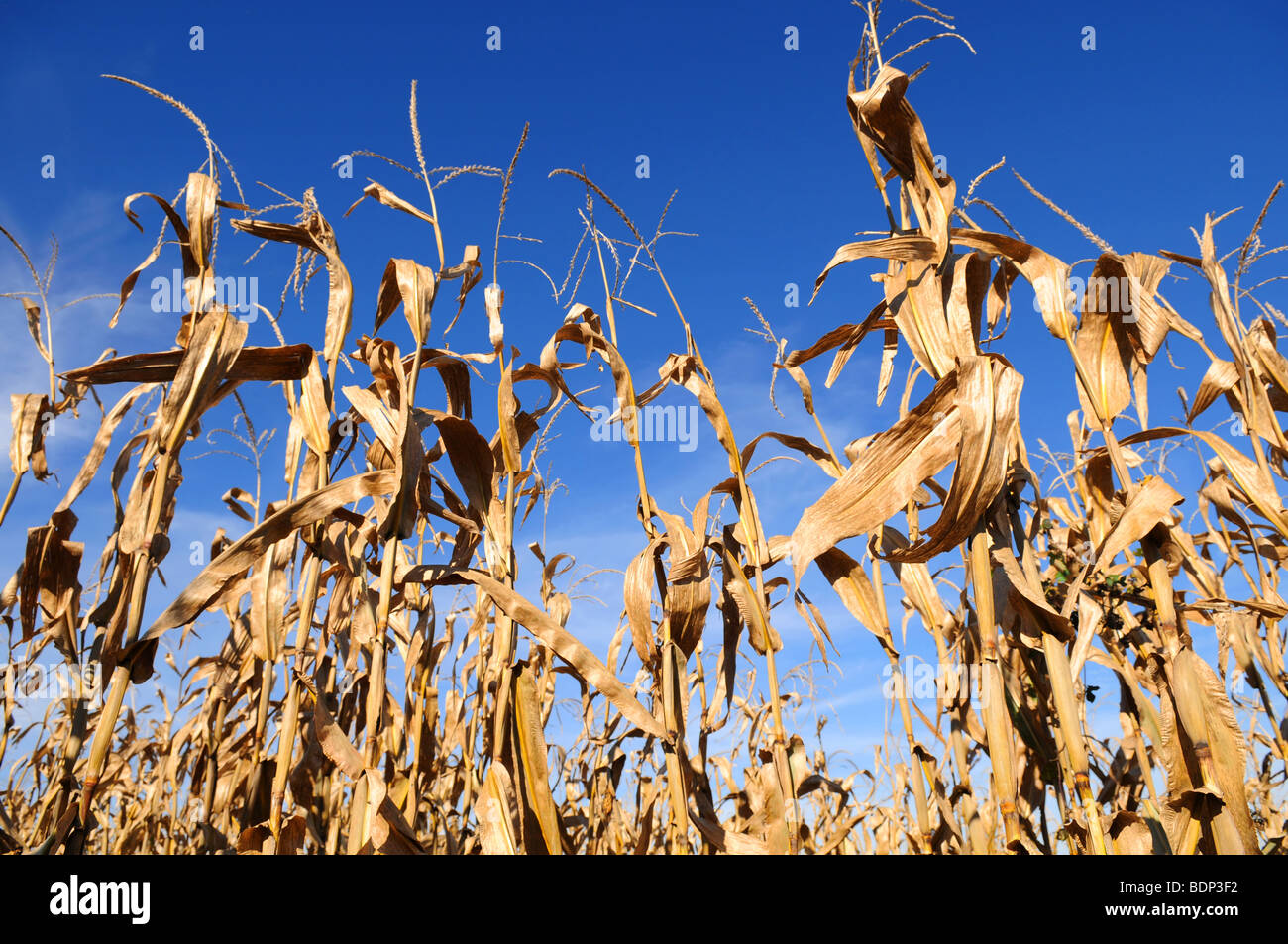 Corn field during a sunny day over a blue sky Stock Photo - Alamy
