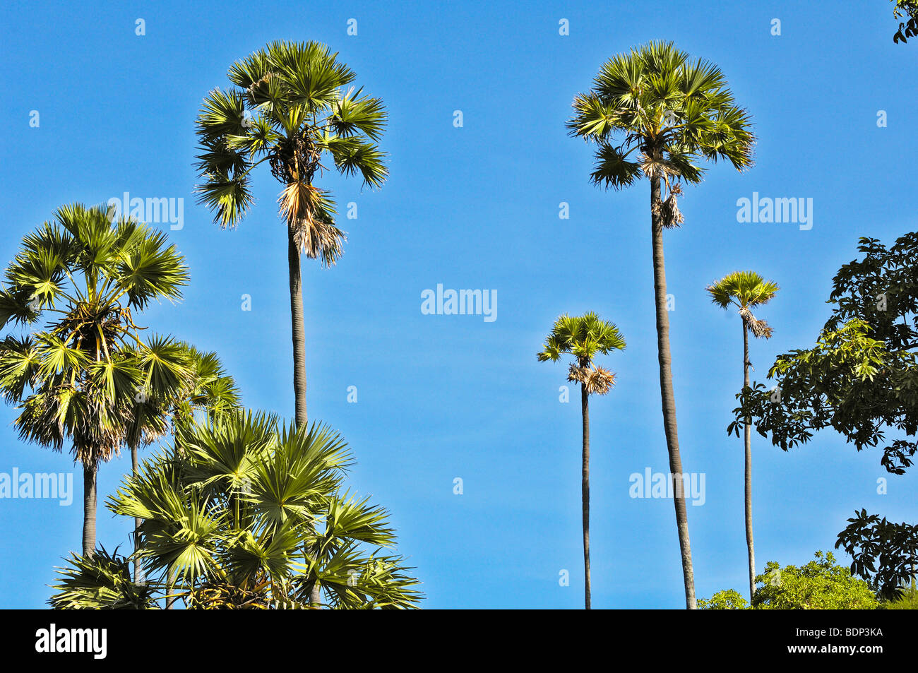 Asian palmyra palms hi-res stock photography and images - Alamy