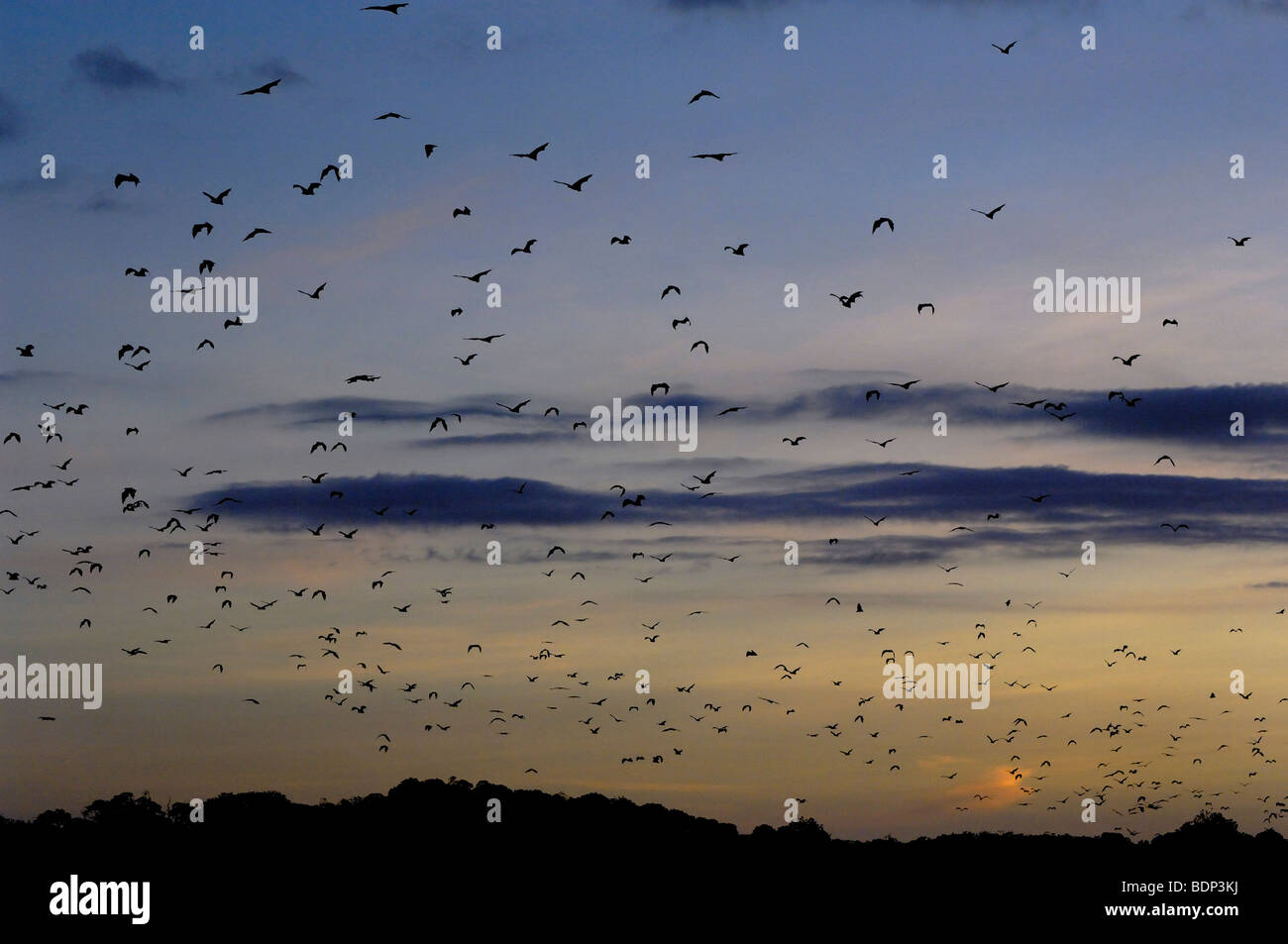 Megabats (Pteropodidae), Kalong mangrove island, Komodo National Park ...