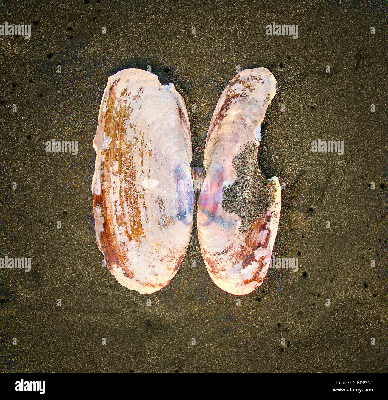 Open Clam High Resolution Stock Photography and Images - Alamy
