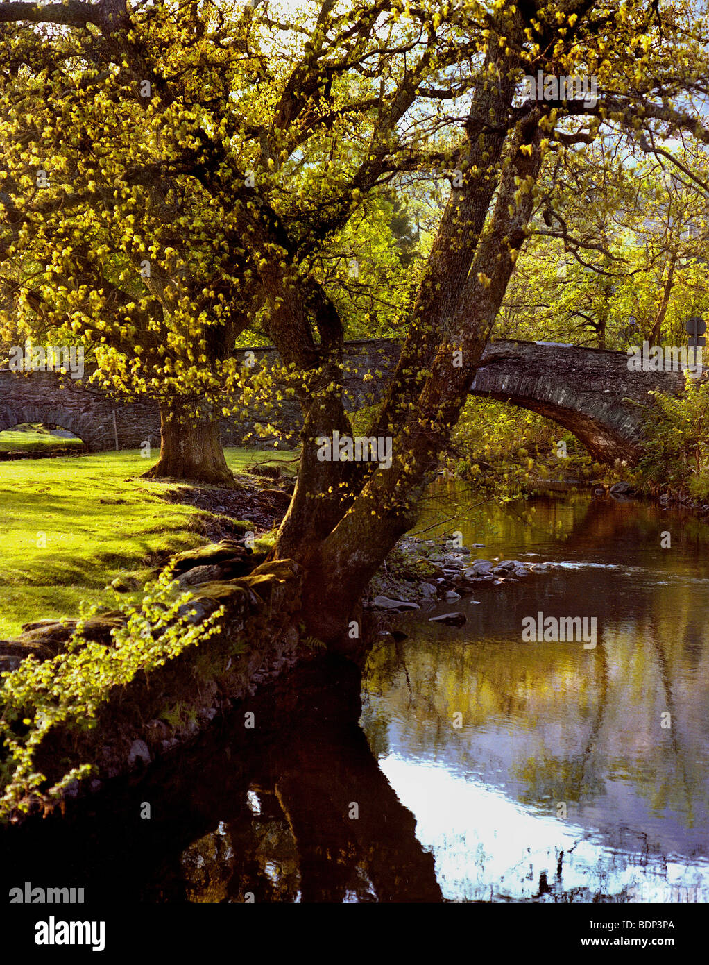 A countryside scene of trees by a riverbank in England Stock Photo - Alamy