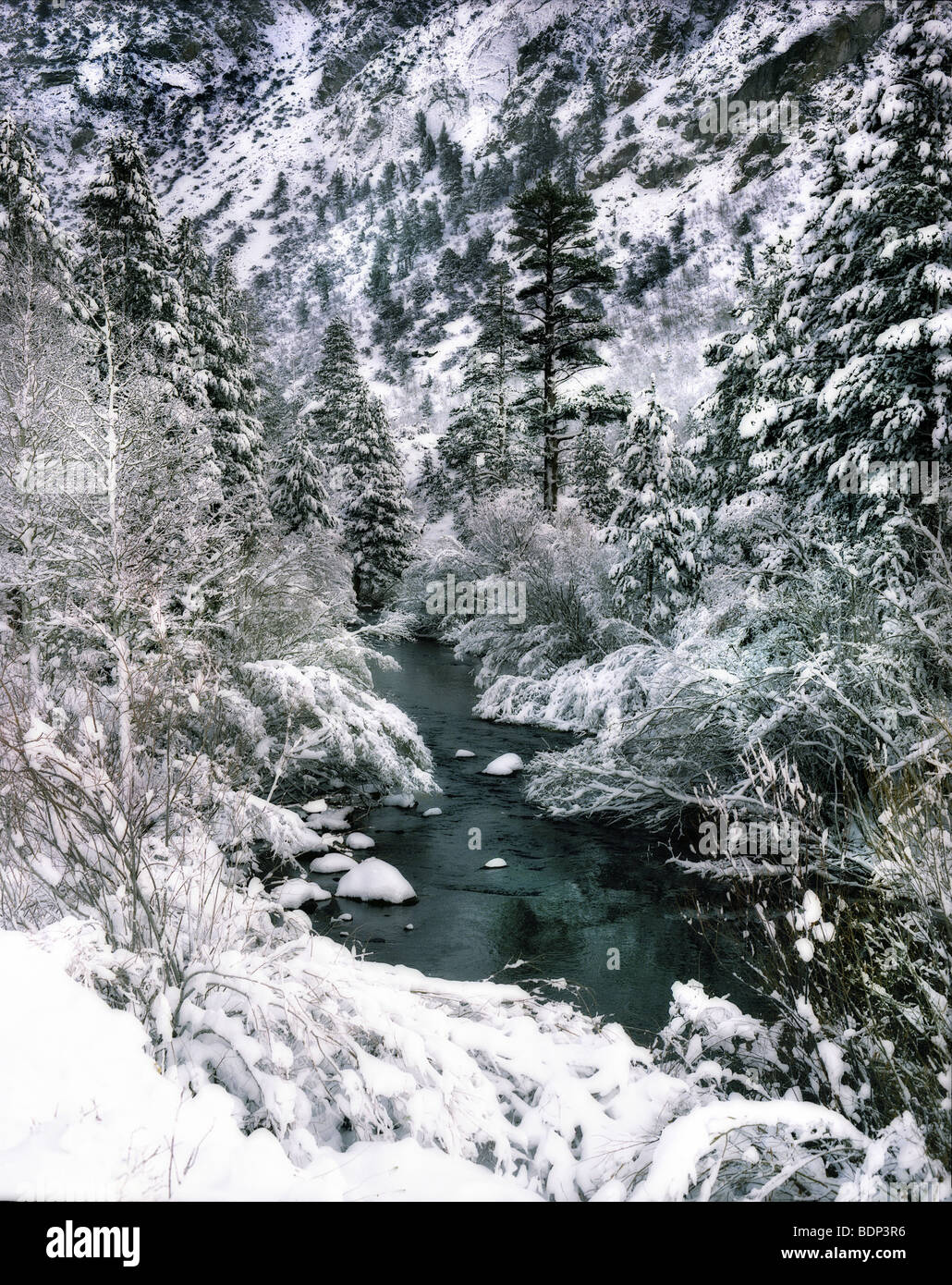 Snow on fir trees and beside a river Stock Photo - Alamy