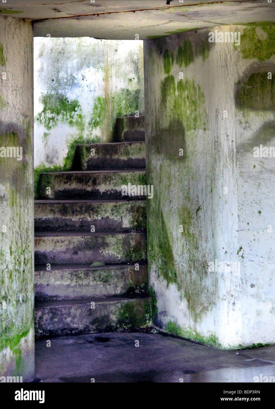 A mossy damp stairway Stock Photo - Alamy